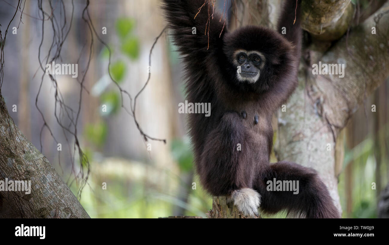 Lar Gibbon is resting on tree branches at forest. A wild Hylobates Lar ...