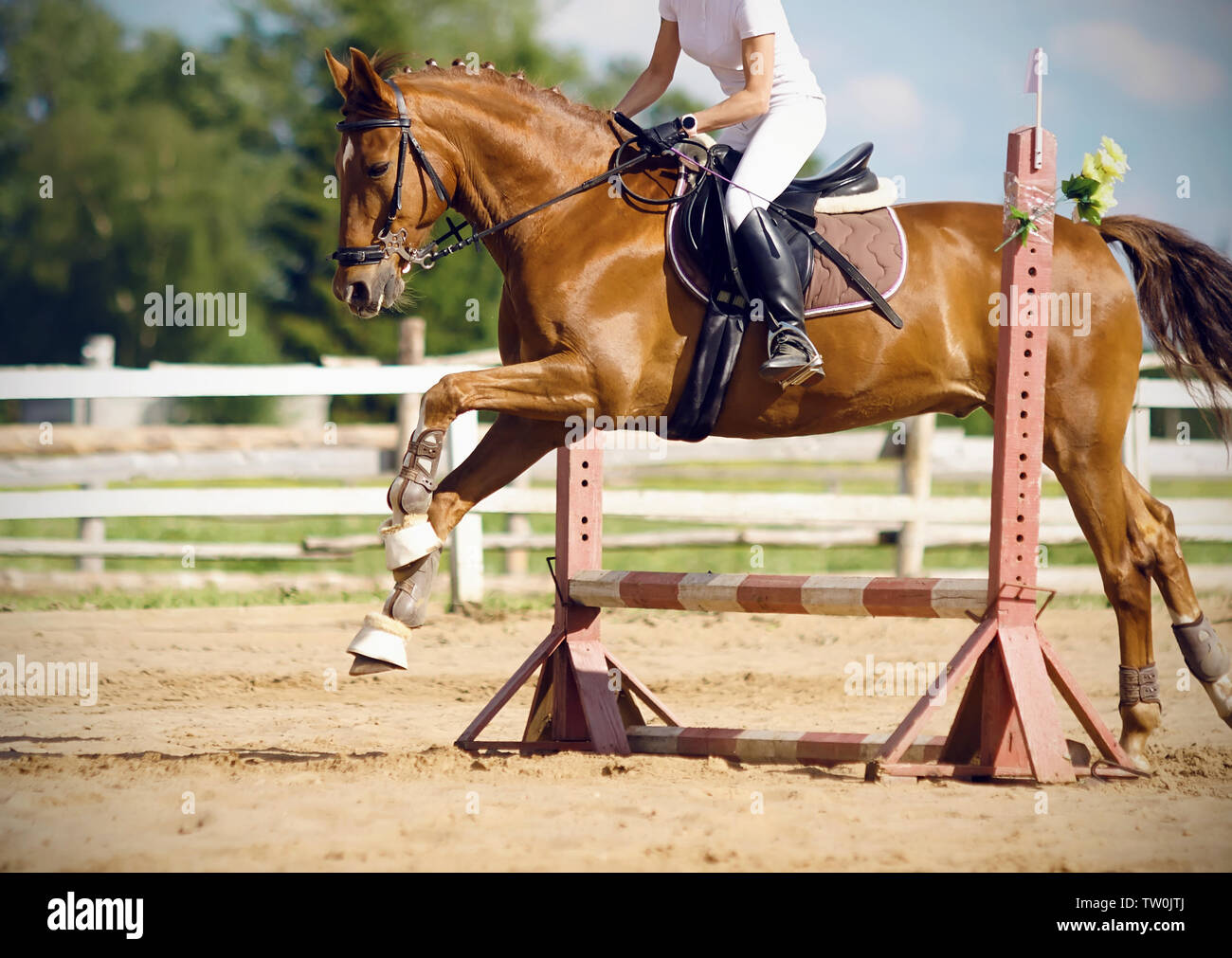 Chestnut Quarter Horse Jumping