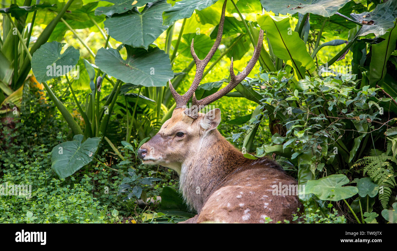 An adult male cervus nippon resting lying among the trees and forest ...