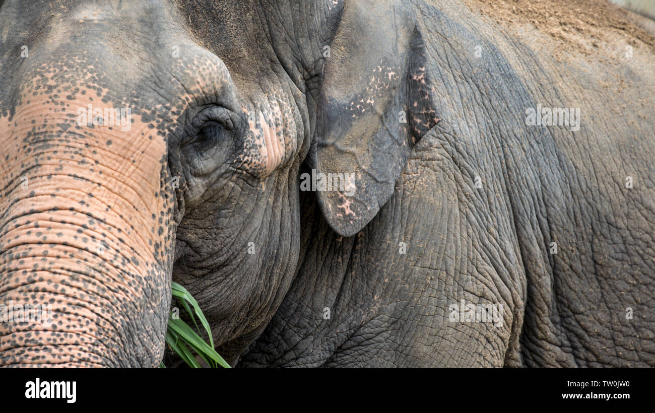 Depigmented hi-res stock photography and images - Alamy