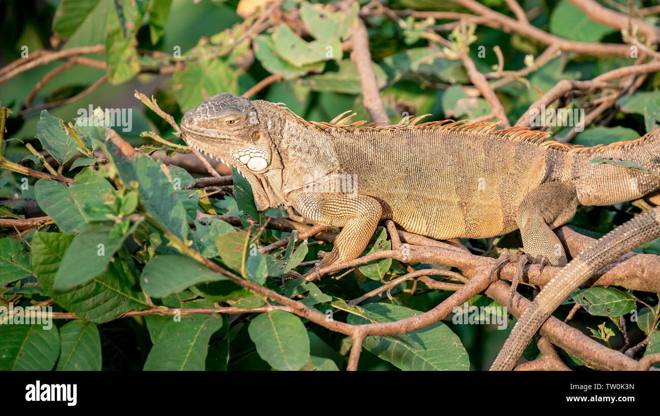 American Iguana Stock Photos & American Iguana Stock Images - Alamy
