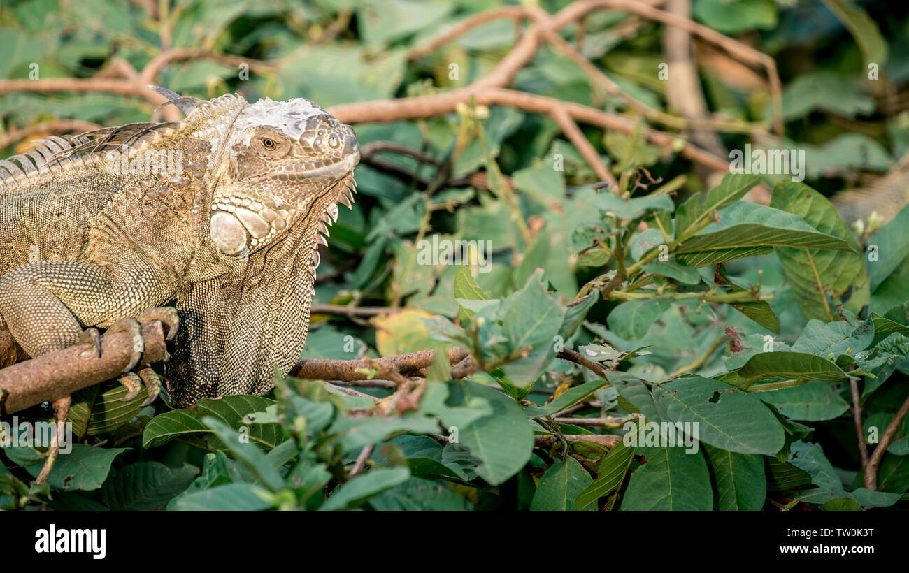 Close up of a huge Green Iguana is standing and resting on branch of ...