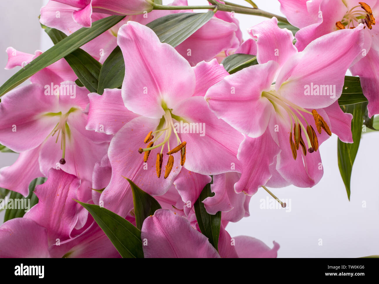 Close-up of pink liles flowers. Common names for species in this genus ...