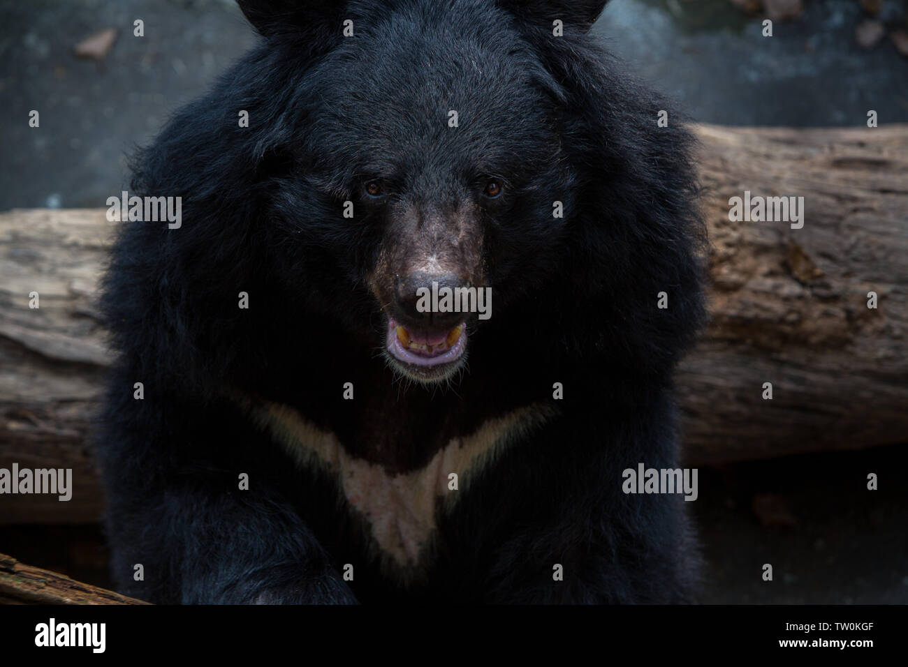 Formosan black bear hi-res stock photography and images - Alamy