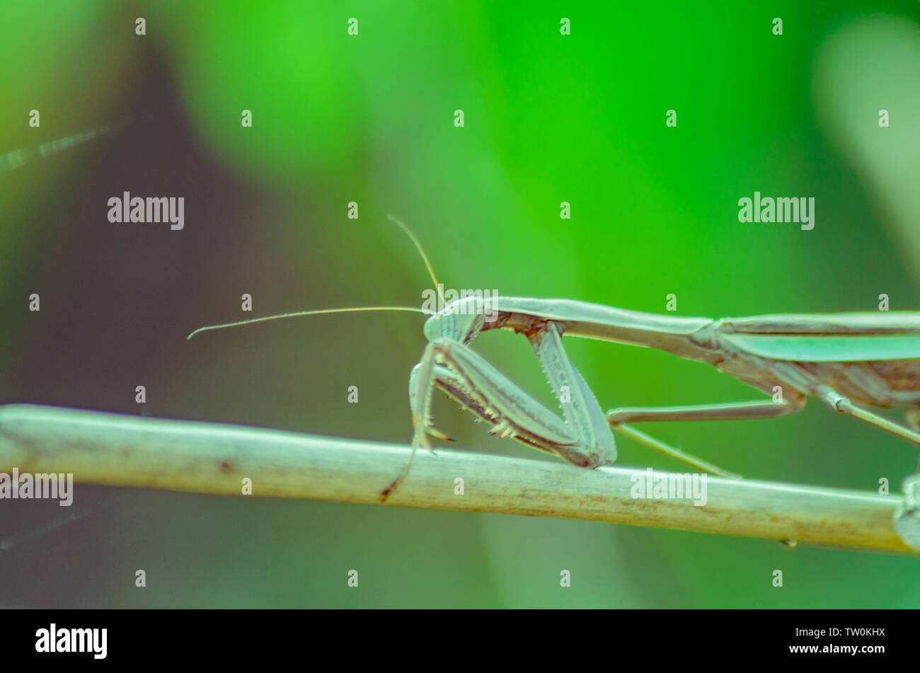 Mantis flies hi-res stock photography and images - Alamy