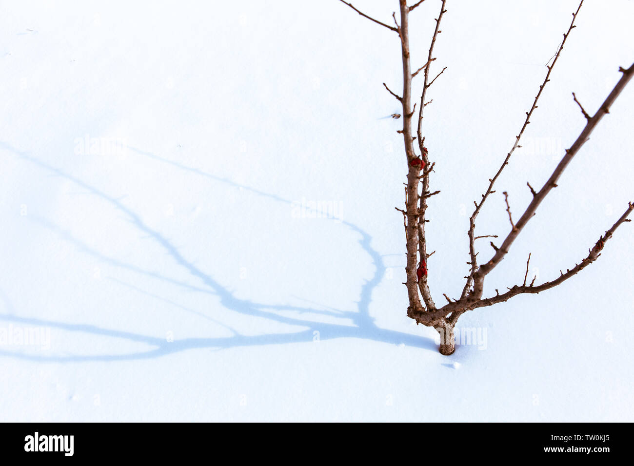 Beautiful shadow cast by small trees in the snow Stock Photo - Alamy