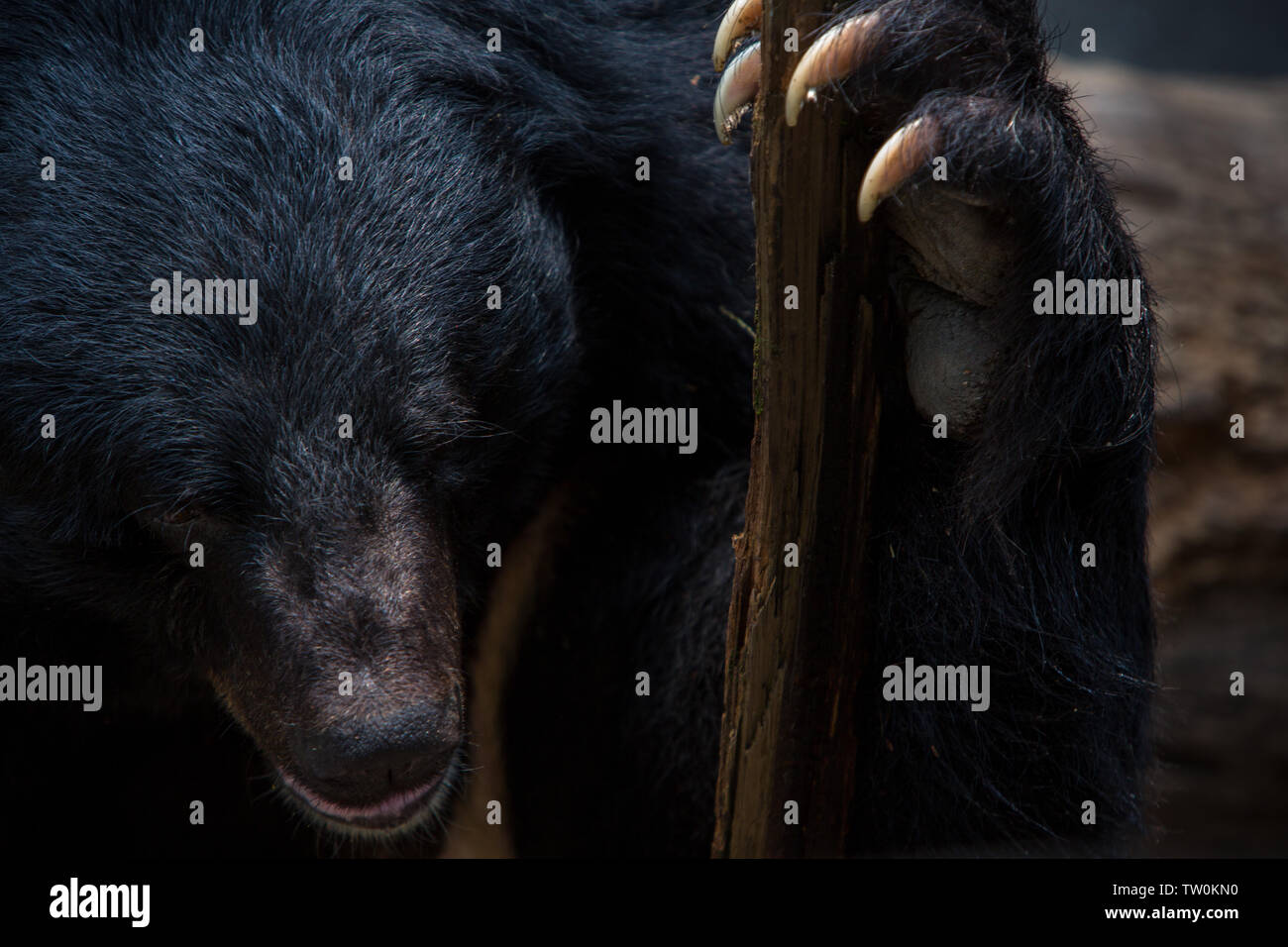 Formosa black bear in natural habitat hi-res stock photography and ...