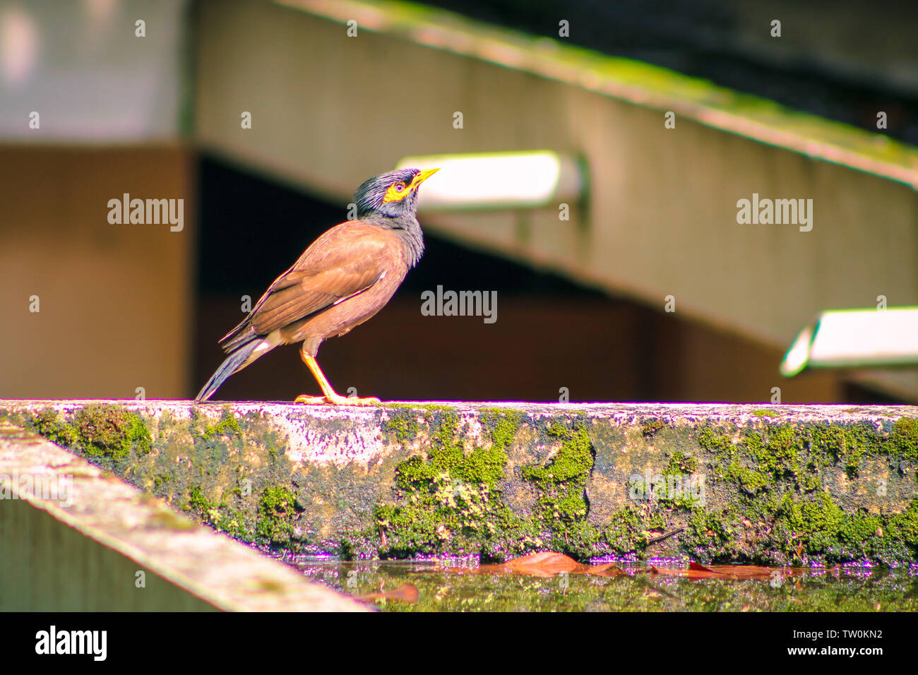 Common myna insect hi-res stock photography and images - Alamy