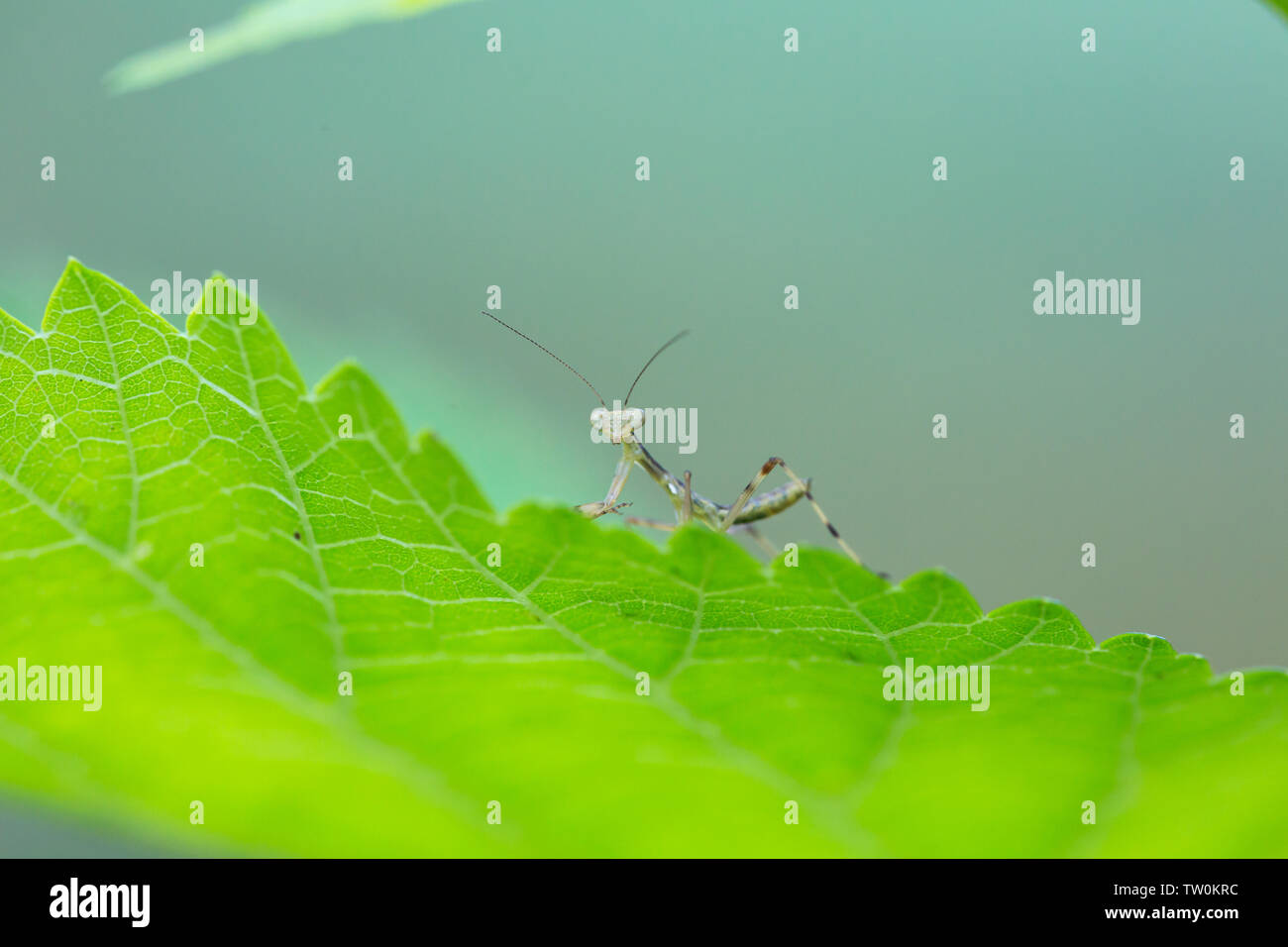Little praying mantis Stock Photo - Alamy