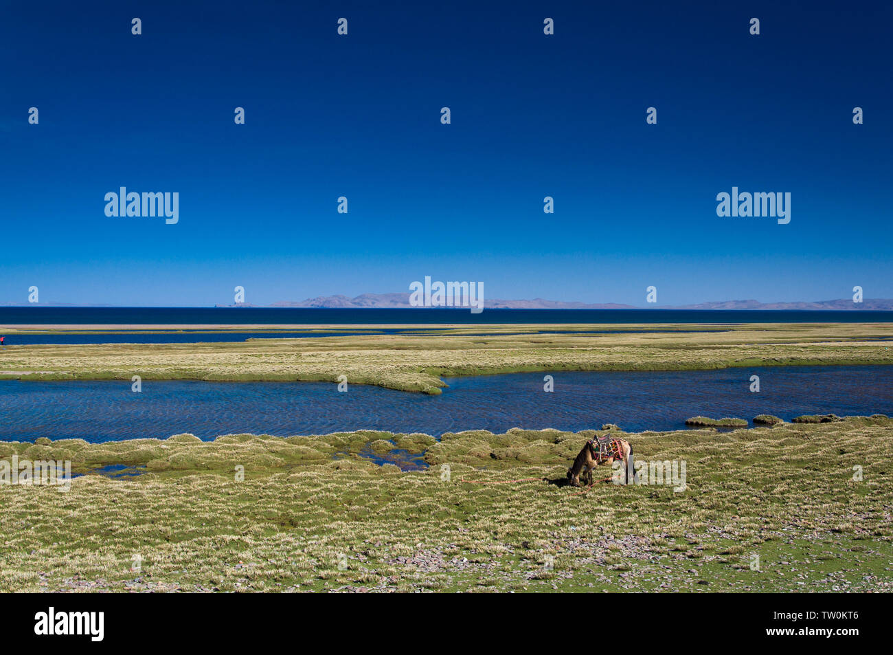 Tibetan horse prairie hi-res stock photography and images - Alamy