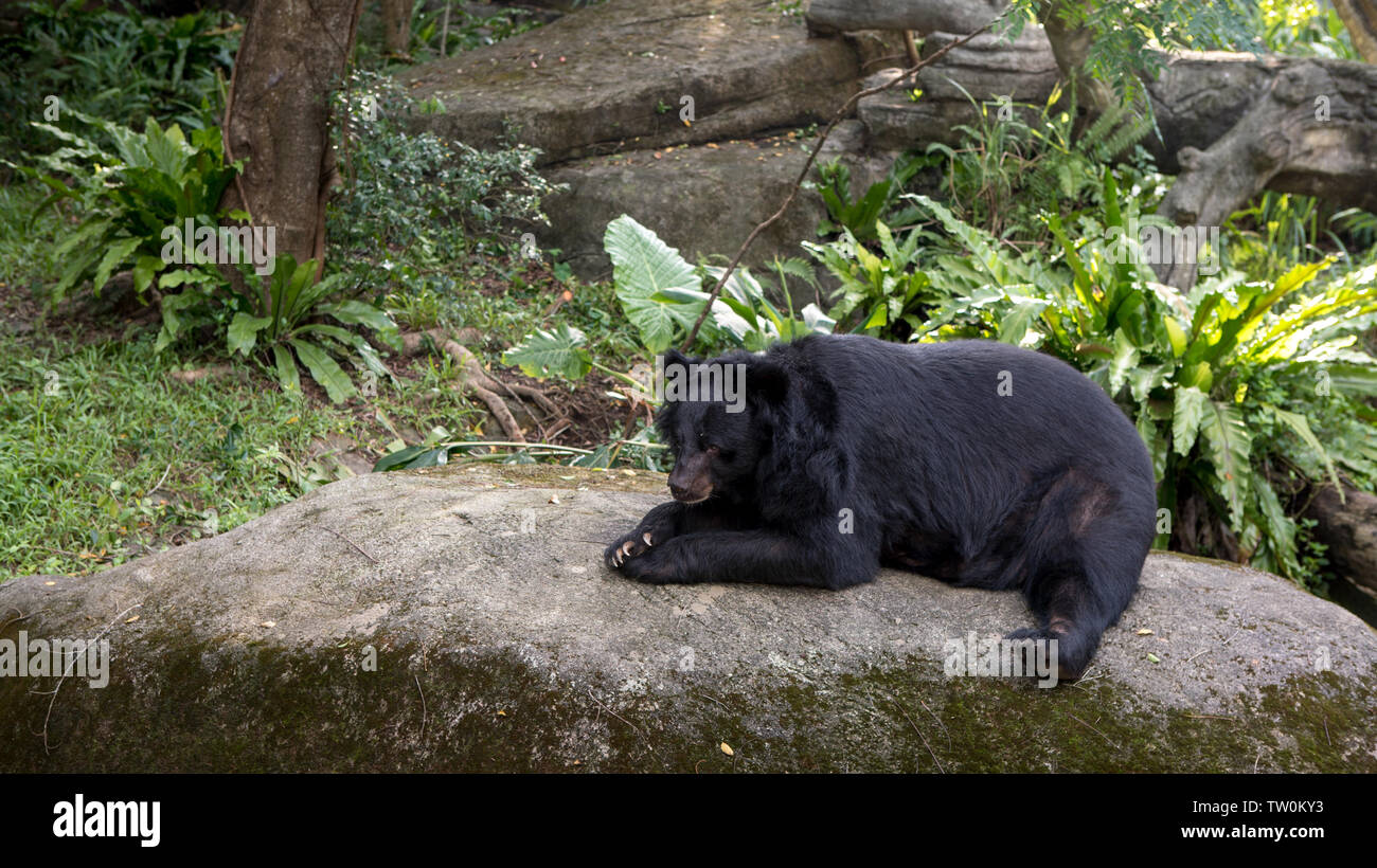 An adult Formosa Black Bear lying down on the rock in the forest at a ...