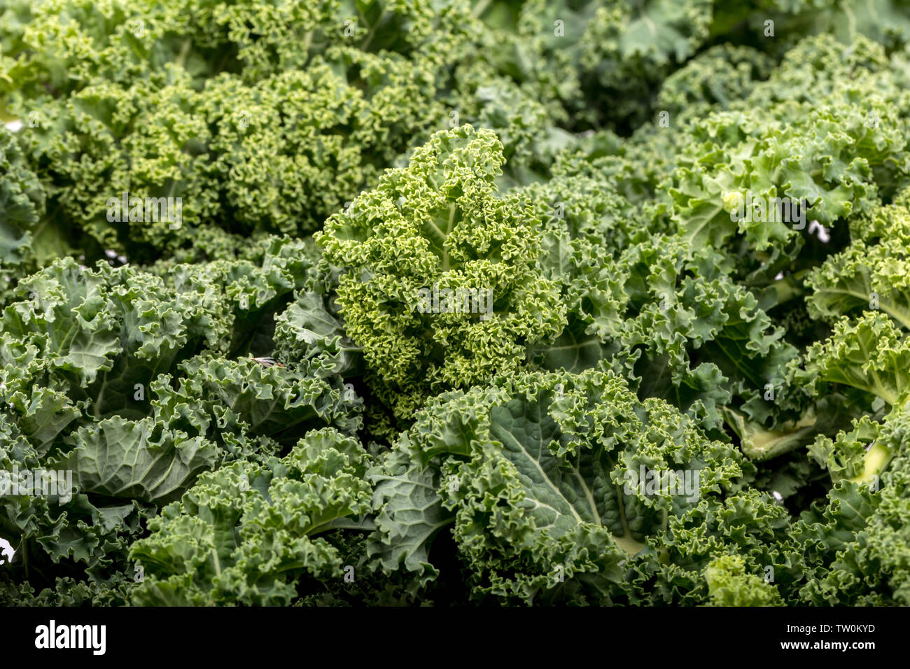 A healthy fresh curly kale Stock Photo - Alamy