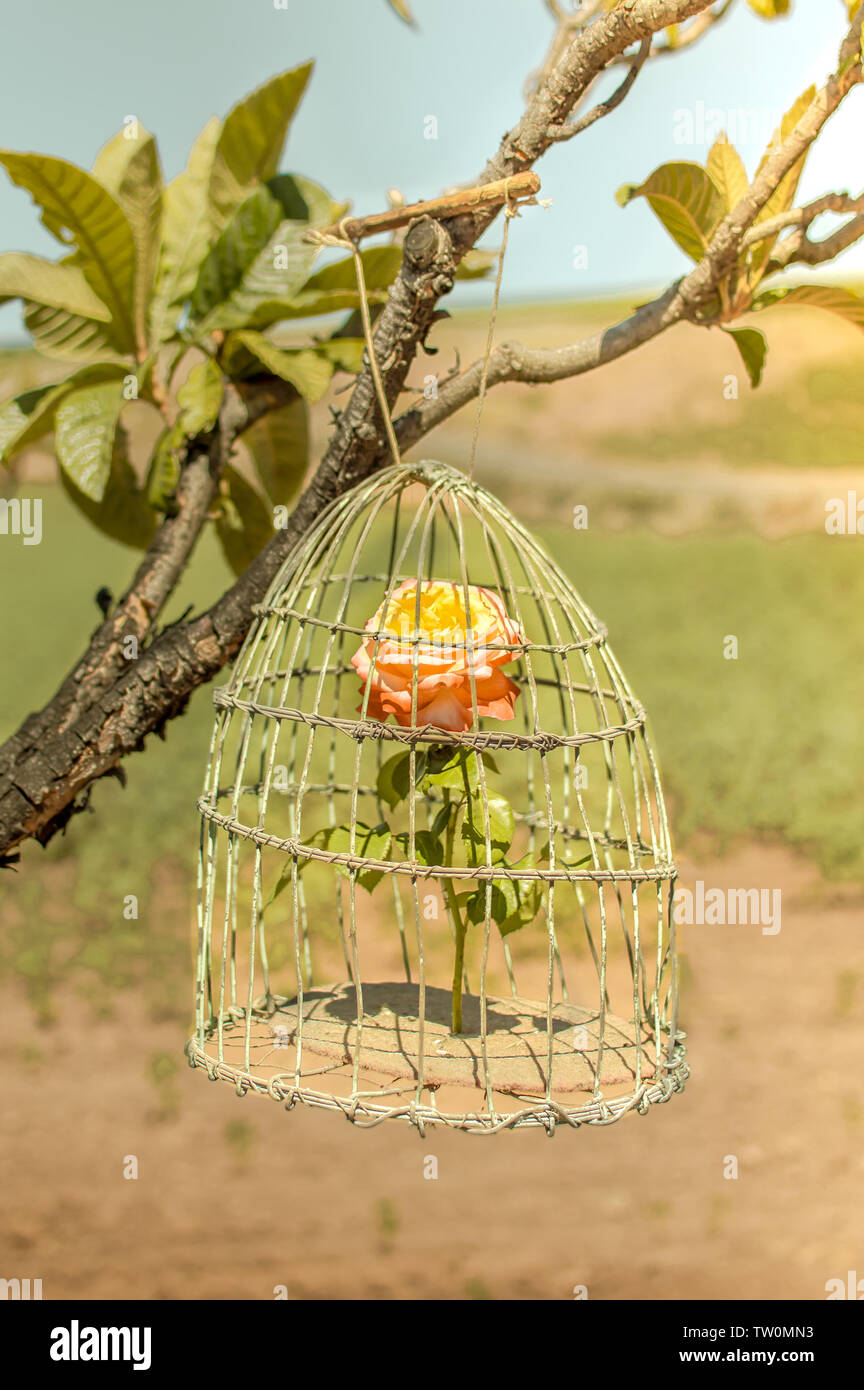 Cage hanging from a tree with a beautiful rose inside. Flower caged in ...