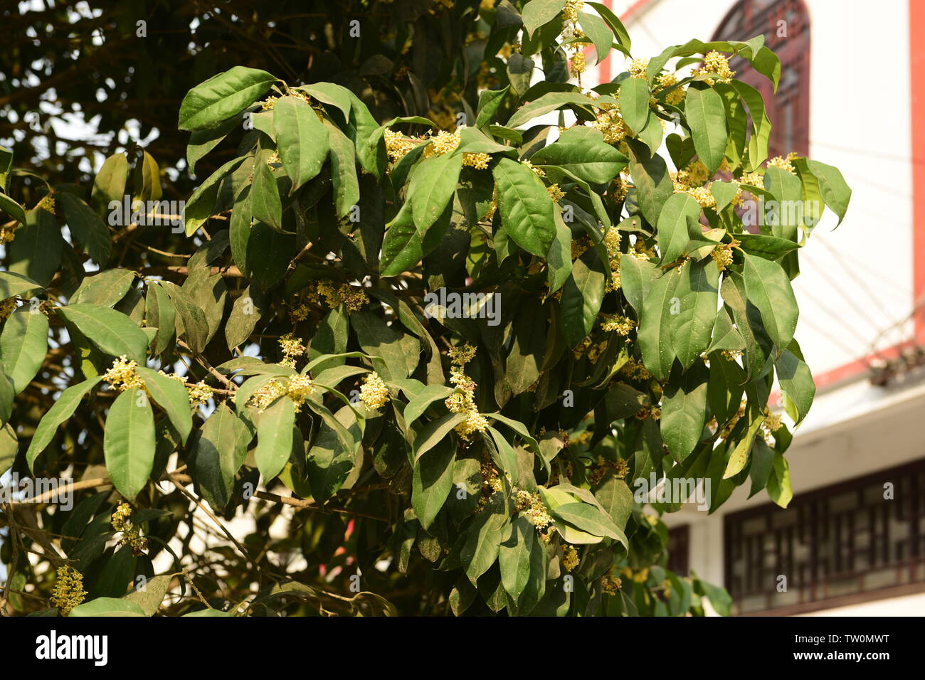 Silver osmanthus hi-res stock photography and images - Alamy