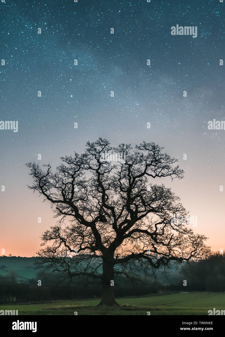 Milky way over a tree Stock Photo - Alamy