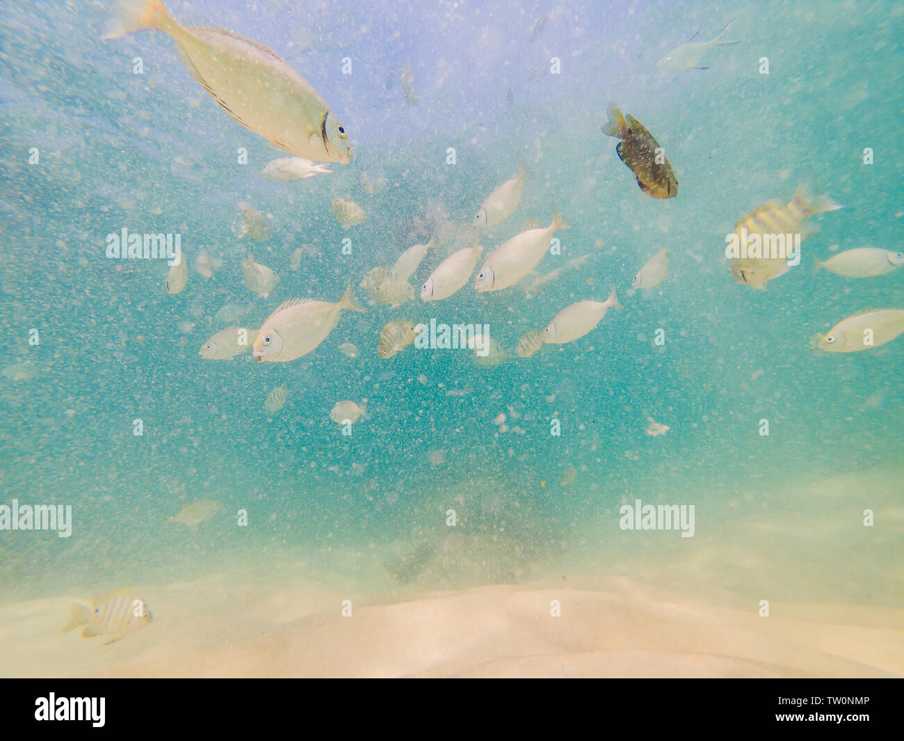 The philippines and sardines hi-res stock photography and images - Alamy