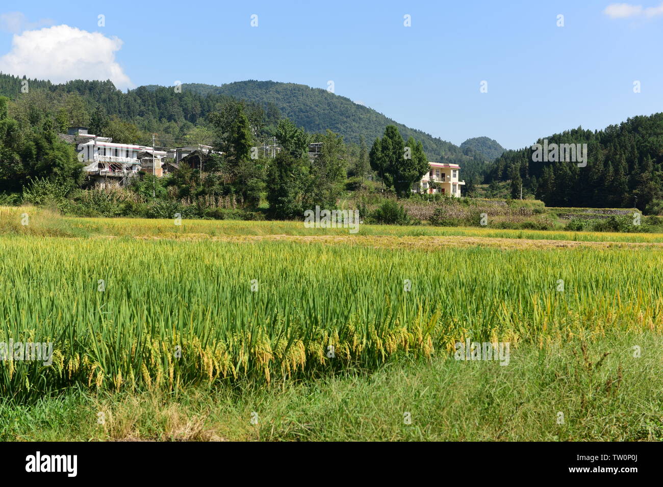High definition rice hi-res stock photography and images - Alamy