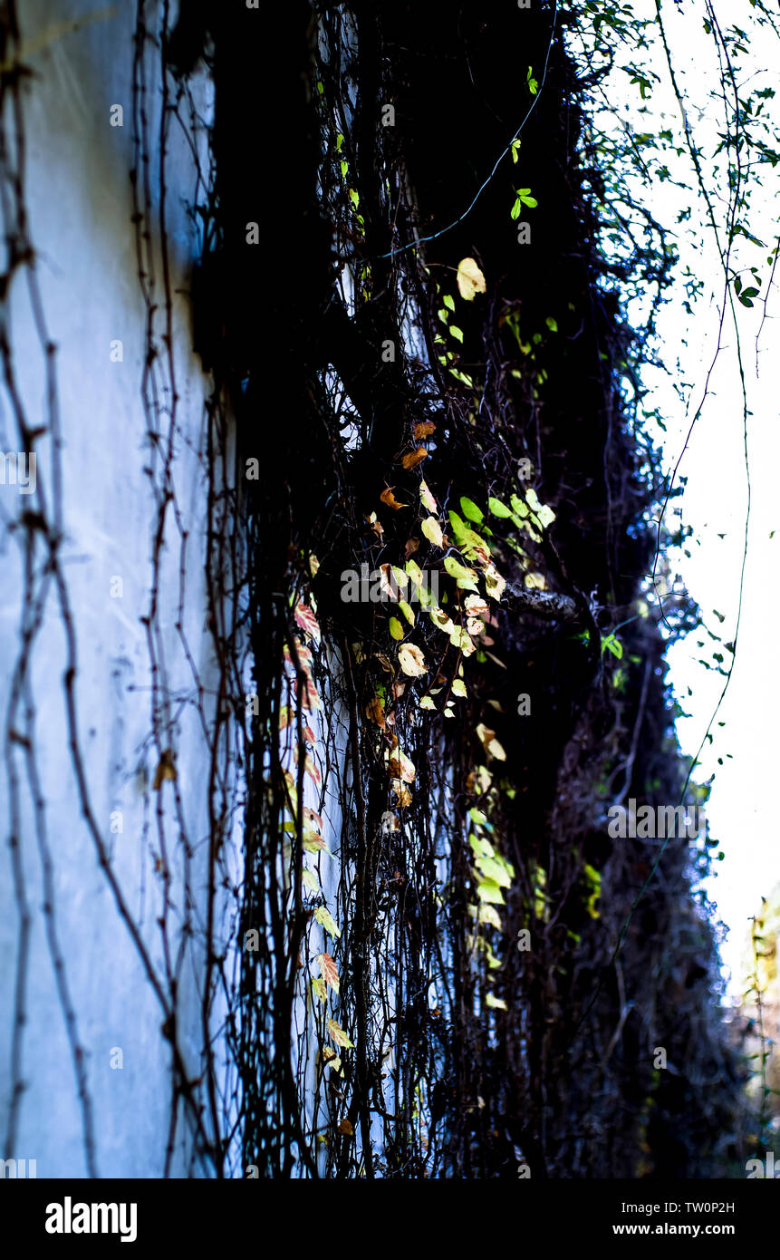 Autumn Color in Suzhou Garden Stock Photo - Alamy