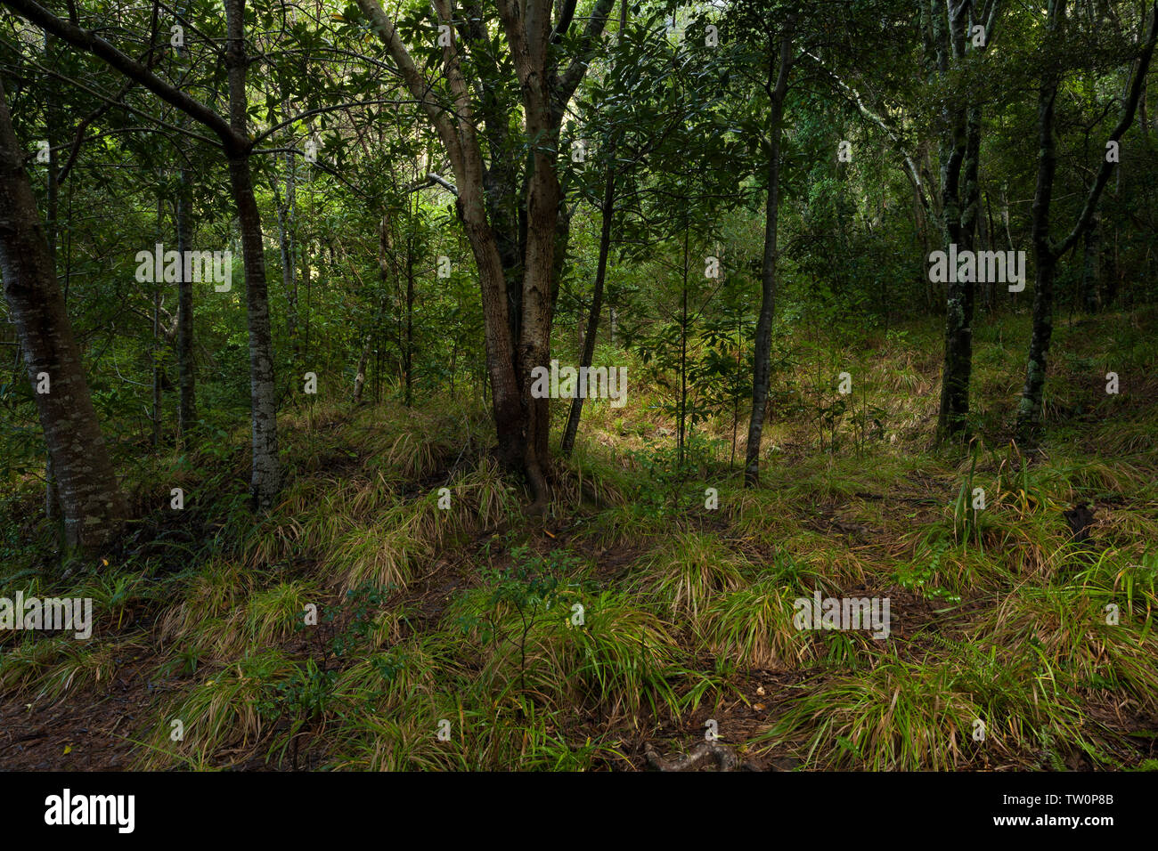 Newlands High Resolution Stock Photography and Images - Alamy