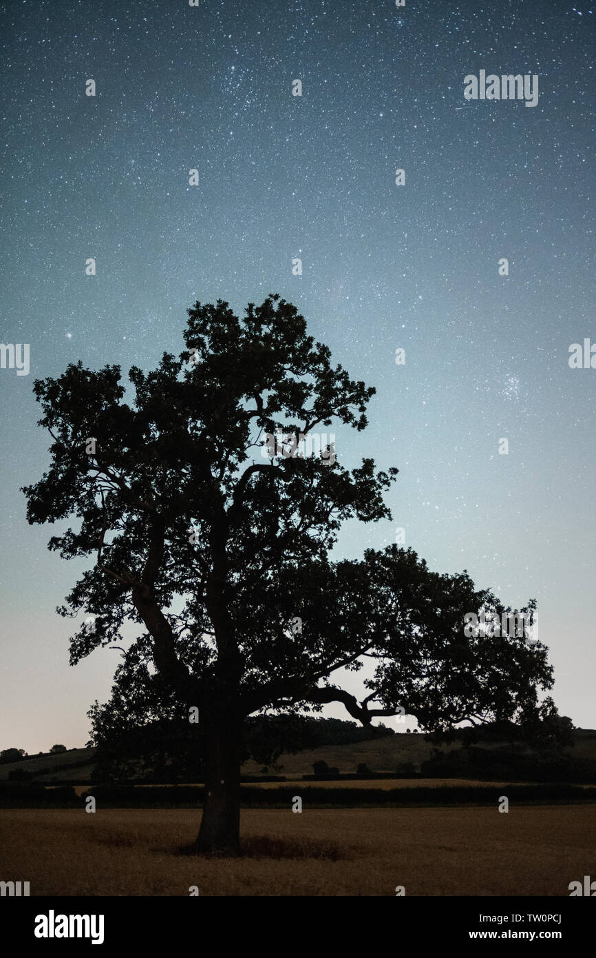 Milky way and tree hi-res stock photography and images - Alamy