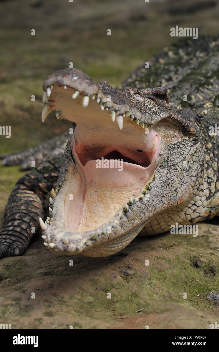 Cold blooded animals hi-res stock photography and images - Alamy