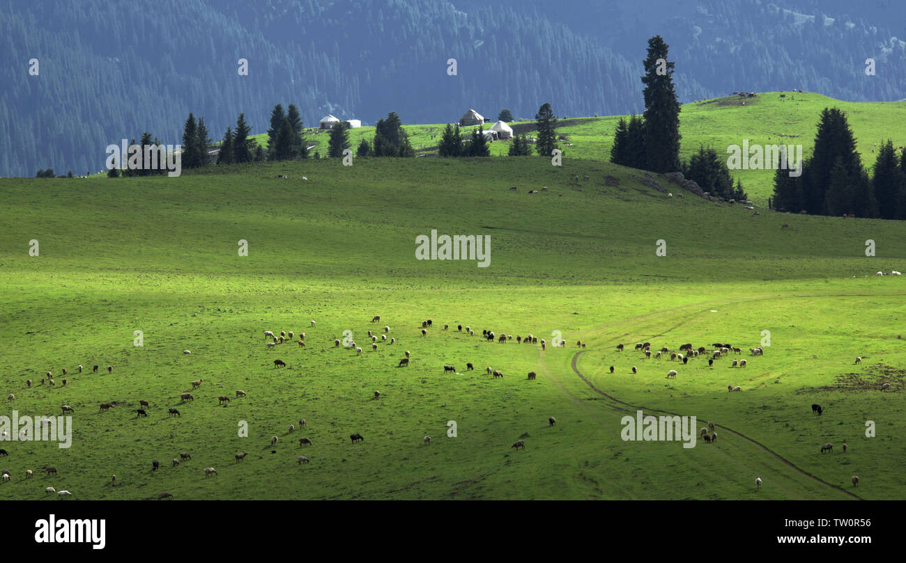 All of the images are from Narathi grassland, Turgen apricot flower ...