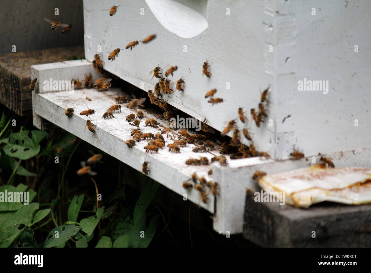 American honey bee hi-res stock photography and images - Alamy