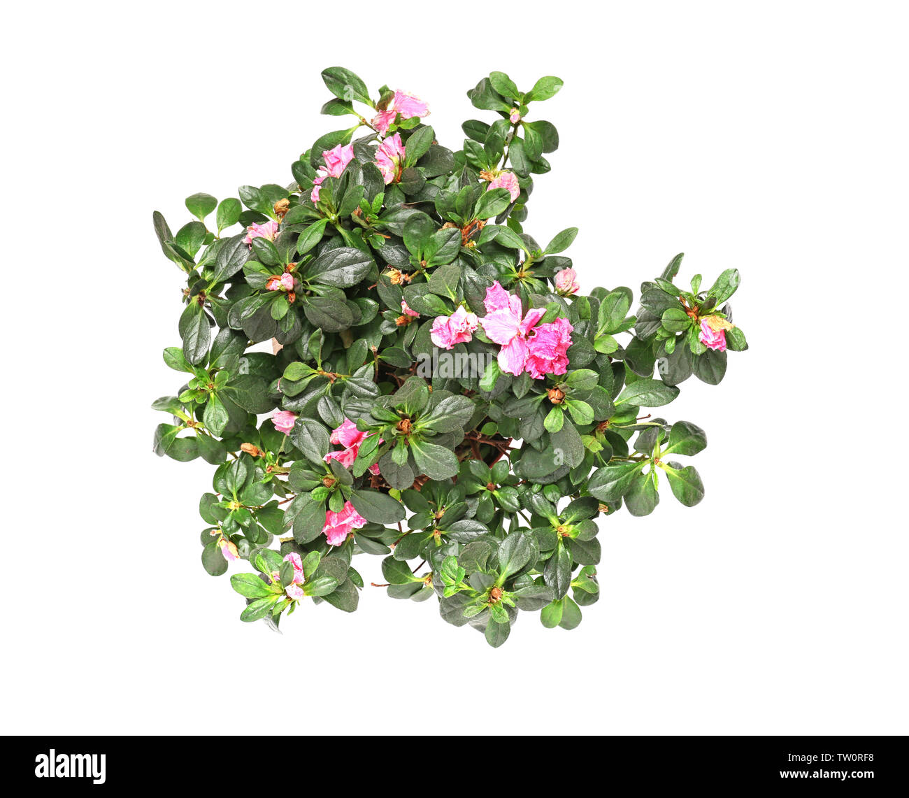 Beautiful azalea plant on white background, top view Stock Photo - Alamy