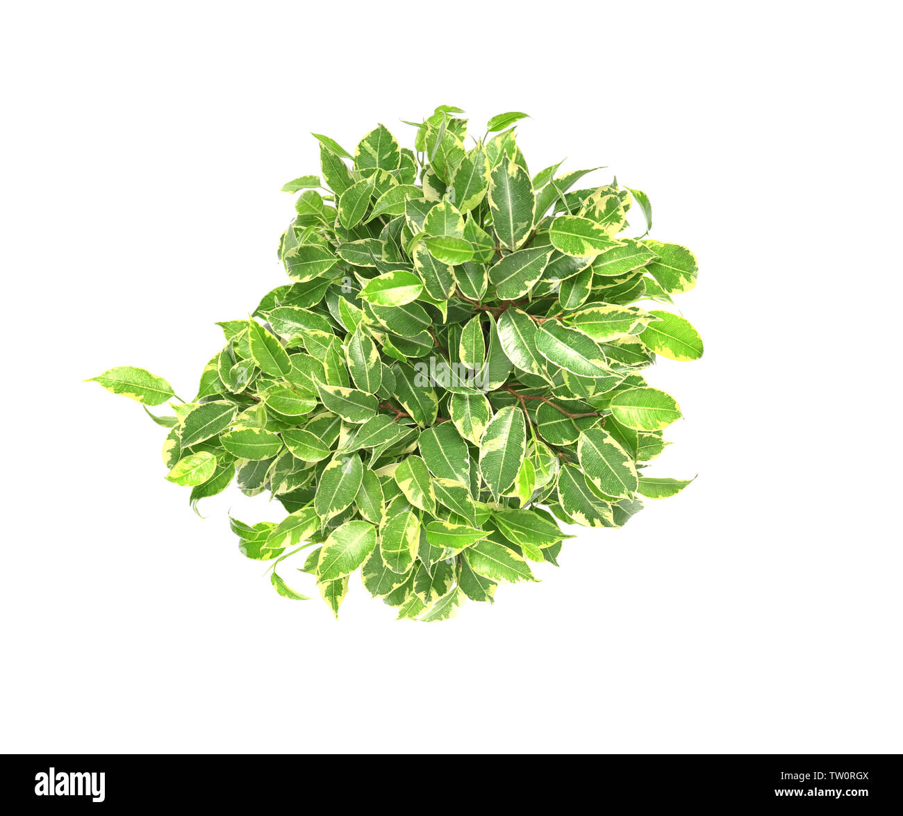 Beautiful ficus on white background, top view Stock Photo - Alamy