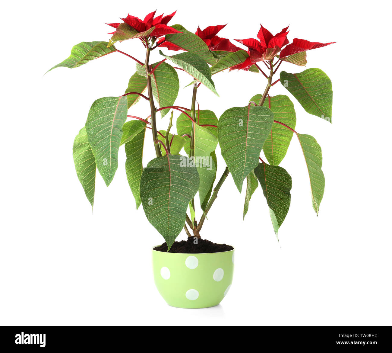 Beautiful poinsettia plant on white background Stock Photo - Alamy