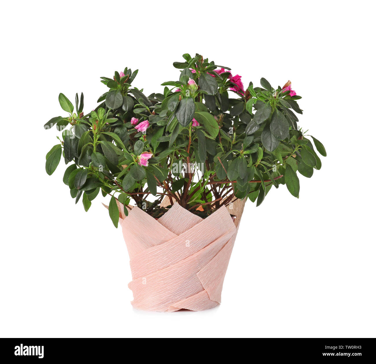 Beautiful azalea plant in pot on white background Stock Photo - Alamy