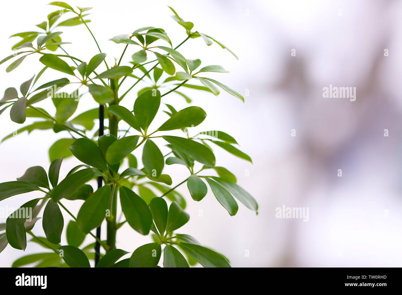 Beautiful schefflera plant, closeup Stock Photo - Alamy