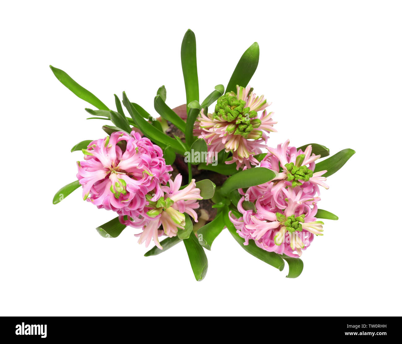 Beautiful hyacinth on white background, top view Stock Photo - Alamy