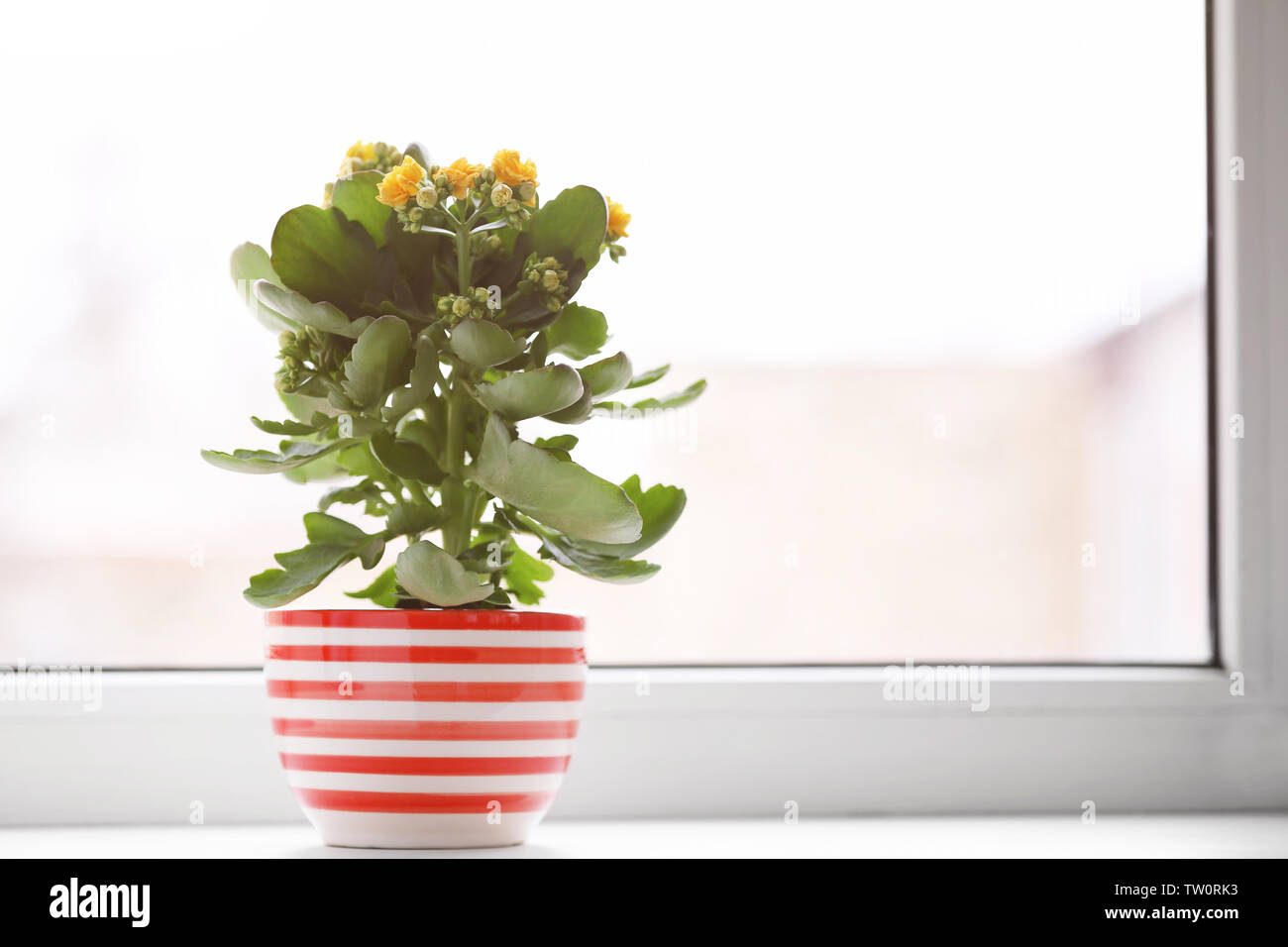 Beautiful kalanchoe plant in pot on windowsill Stock Photo - Alamy