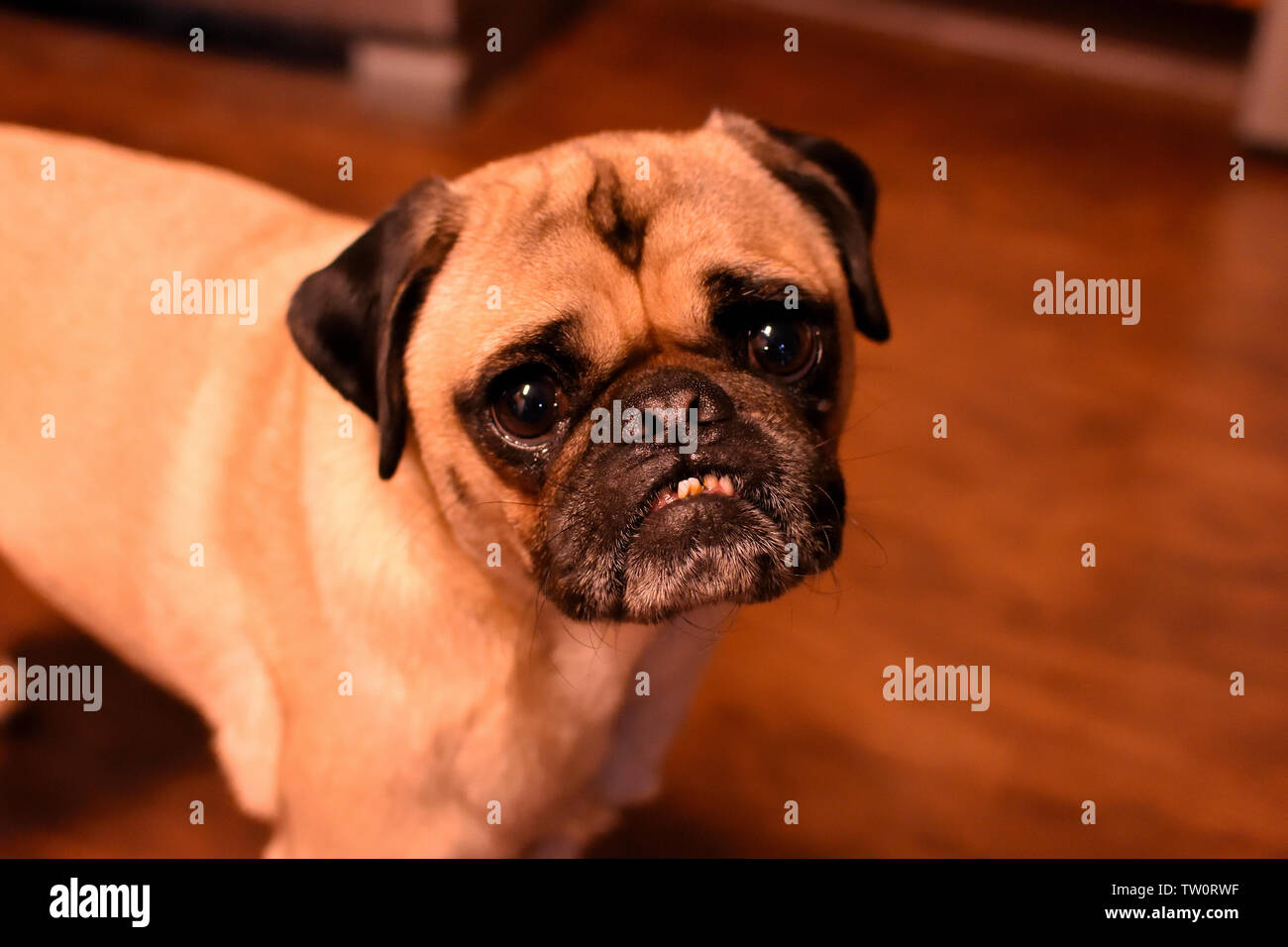 Toothy grin hi-res stock photography and images - Alamy