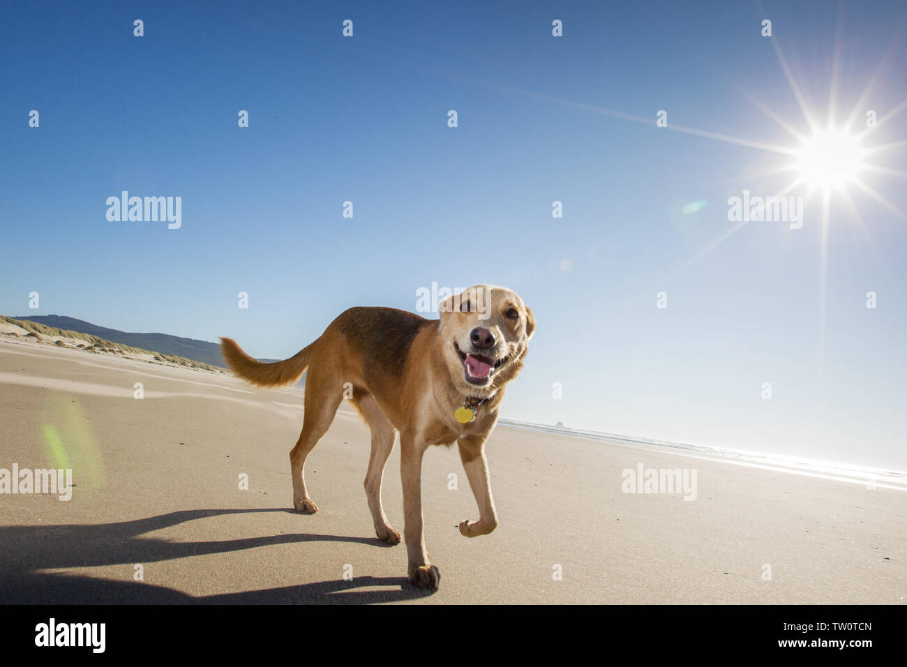 Multiple types of pet dogs Stock Photo - Alamy