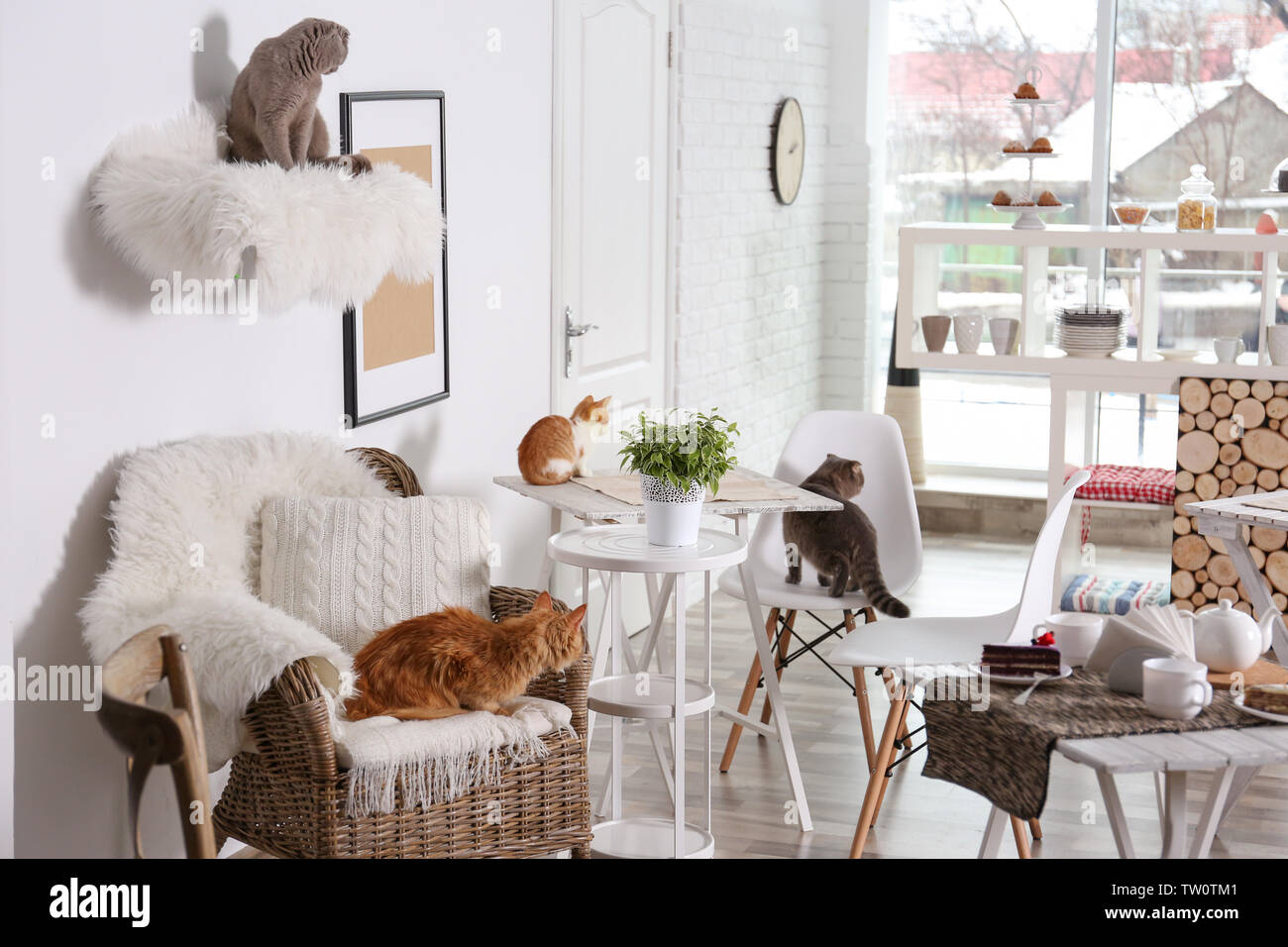 Beautiful interior of modern cat cafe Stock Photo - Alamy