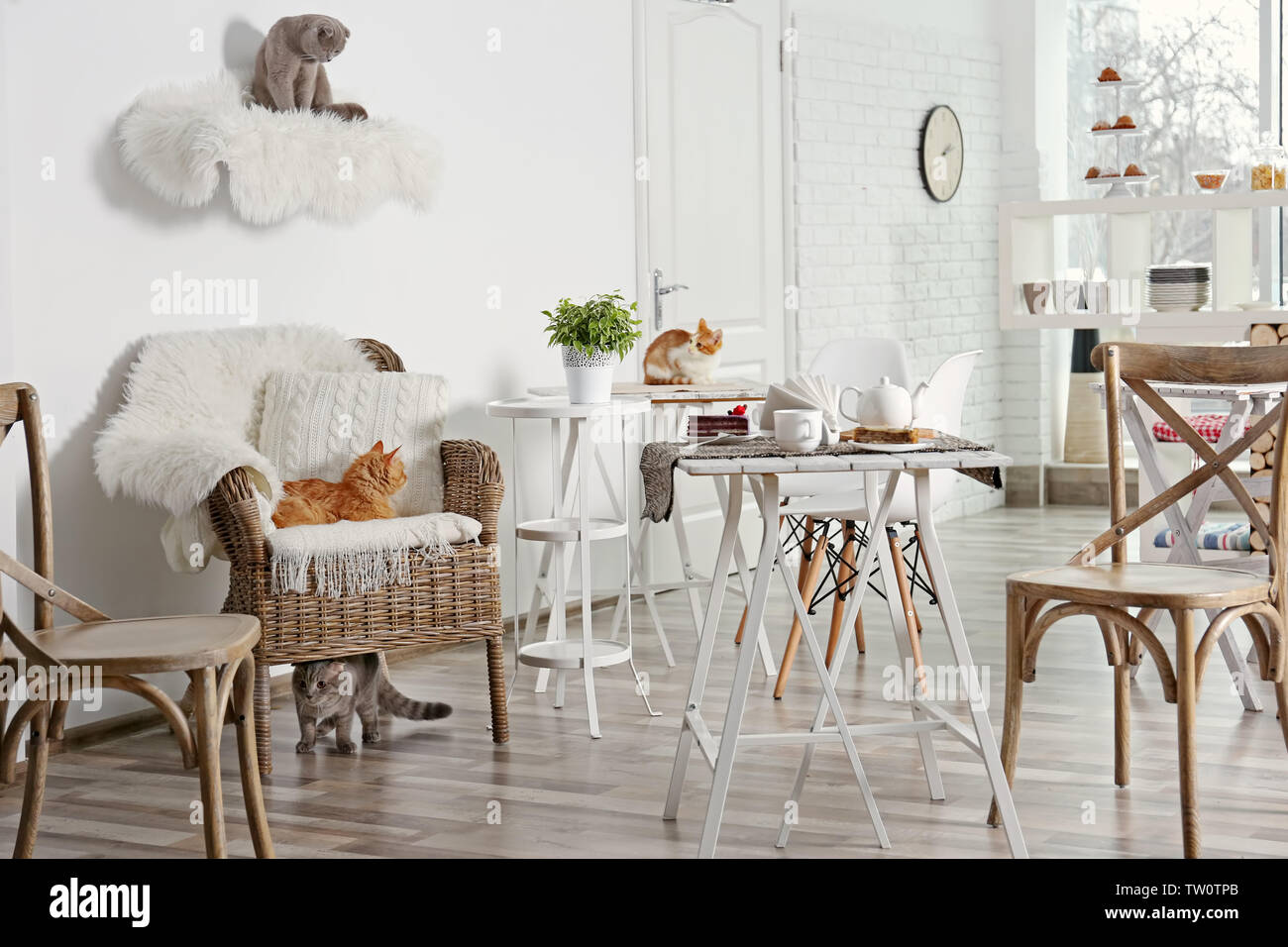 Beautiful interior of modern cat cafe Stock Photo - Alamy