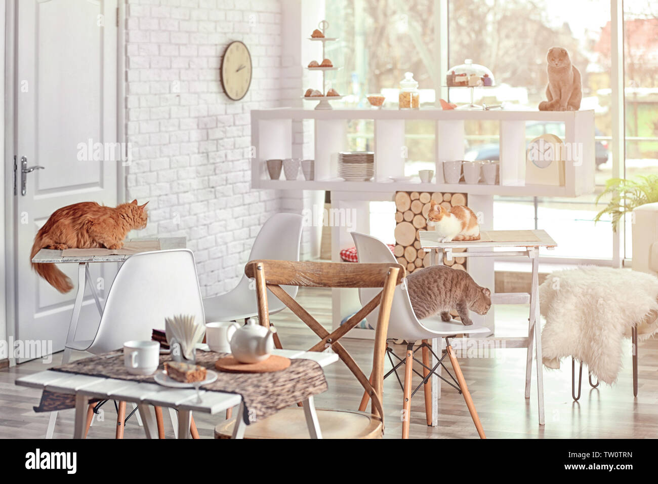Beautiful interior of modern cat cafe Stock Photo - Alamy