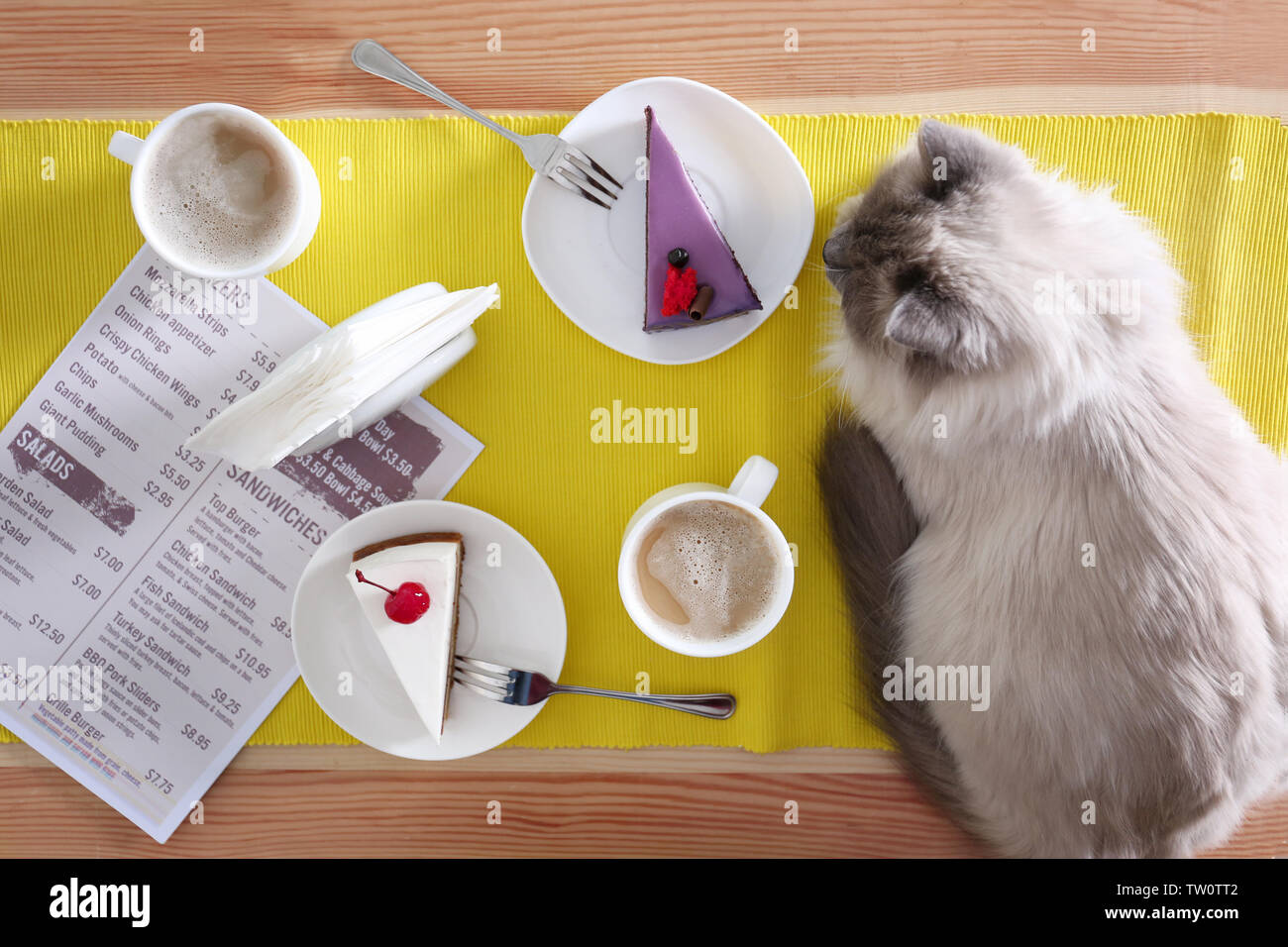 Cute cat lying on table served in cafe Stock Photo - Alamy