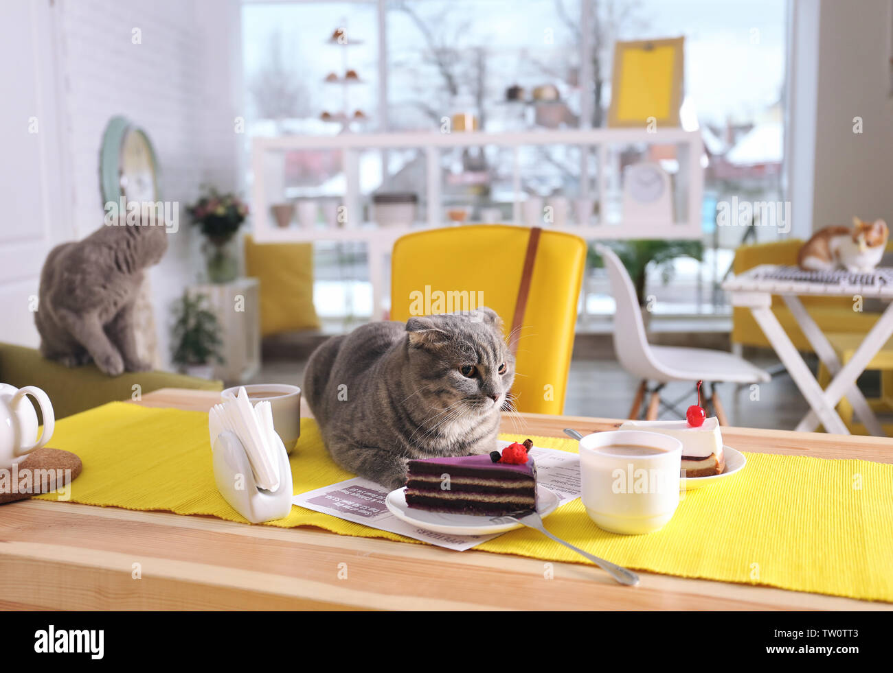 Cute cat lying on table served in cafe Stock Photo - Alamy