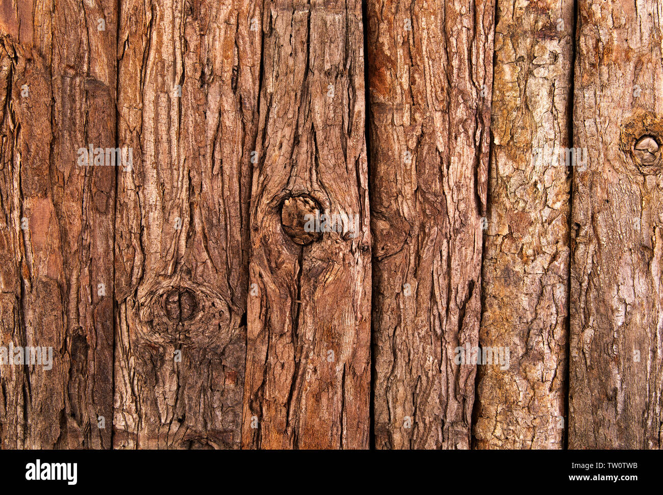 Texture cortex hi-res stock photography and images - Alamy