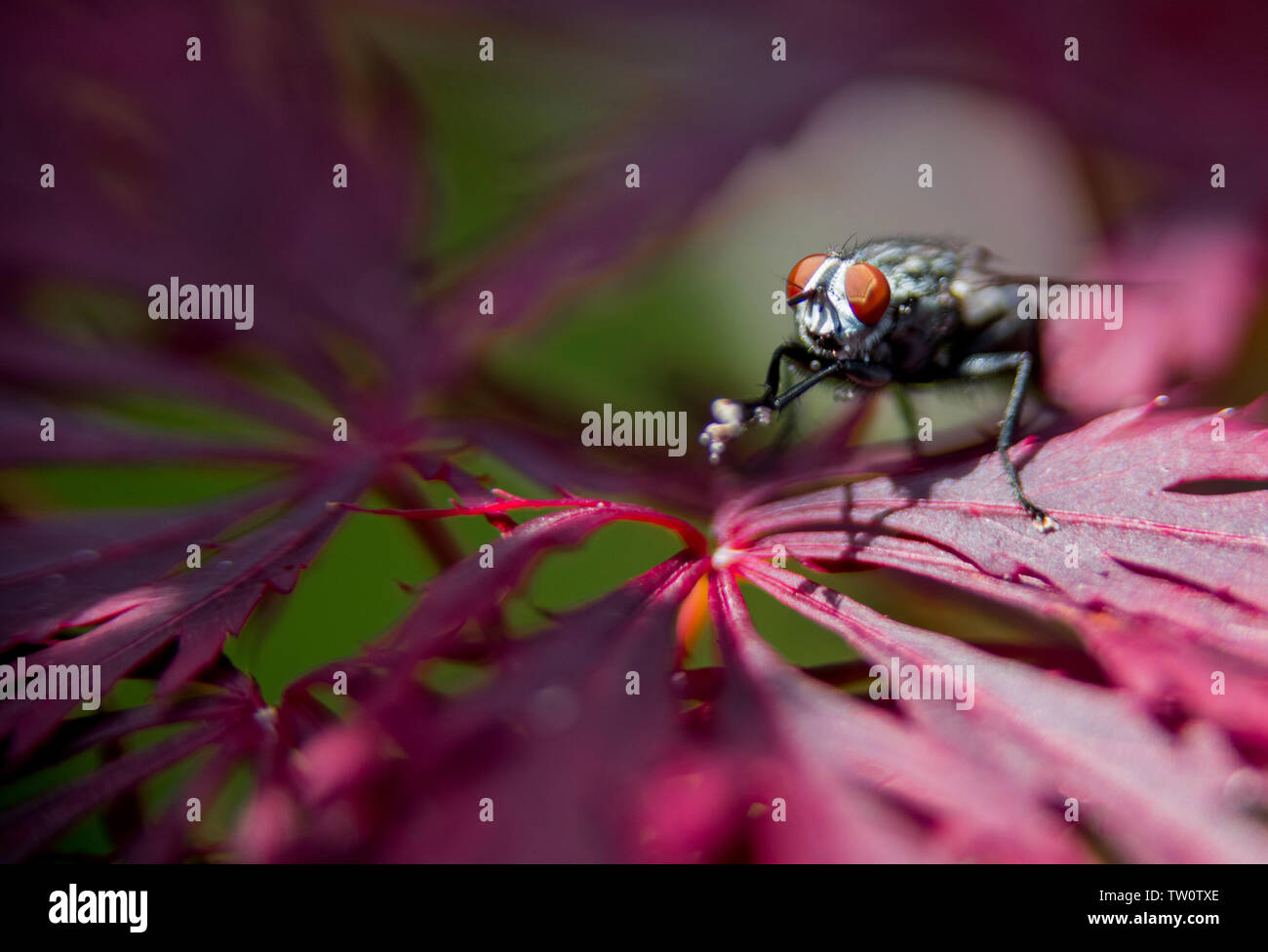 Facet eyes hi-res stock photography and images - Alamy