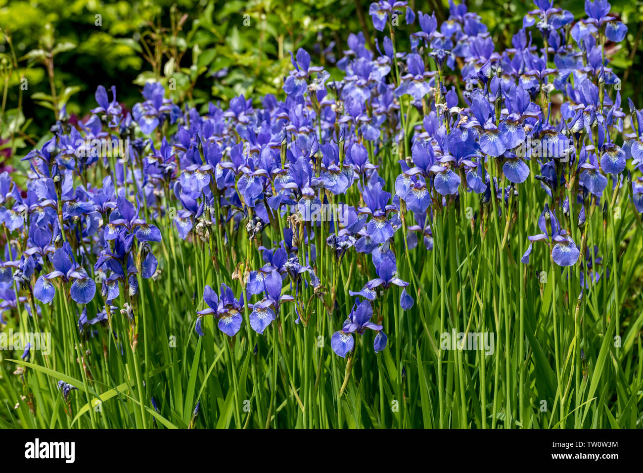 Blue flowers Iris versicolor beautifully blooming in the garden Stock ...