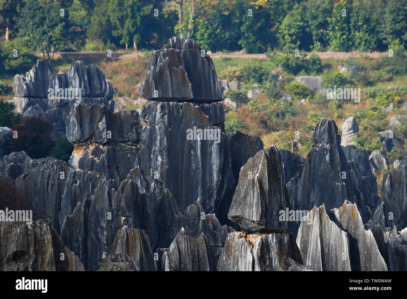 The Stone Forest landscape in Yunnan. This is a limestone formations ...