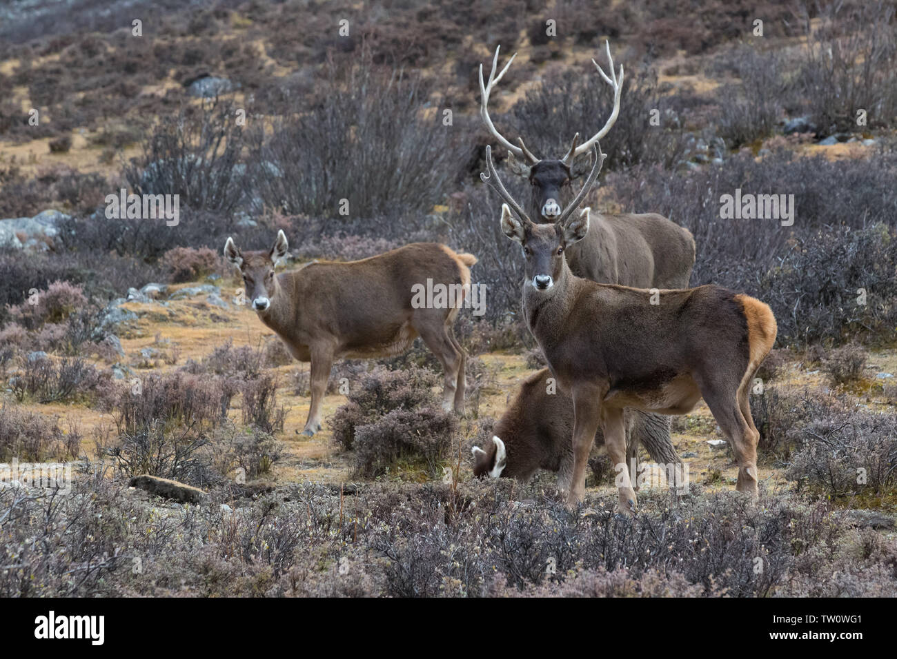 Tibetan white-lipped deer, national first-class protected animals Stock ...