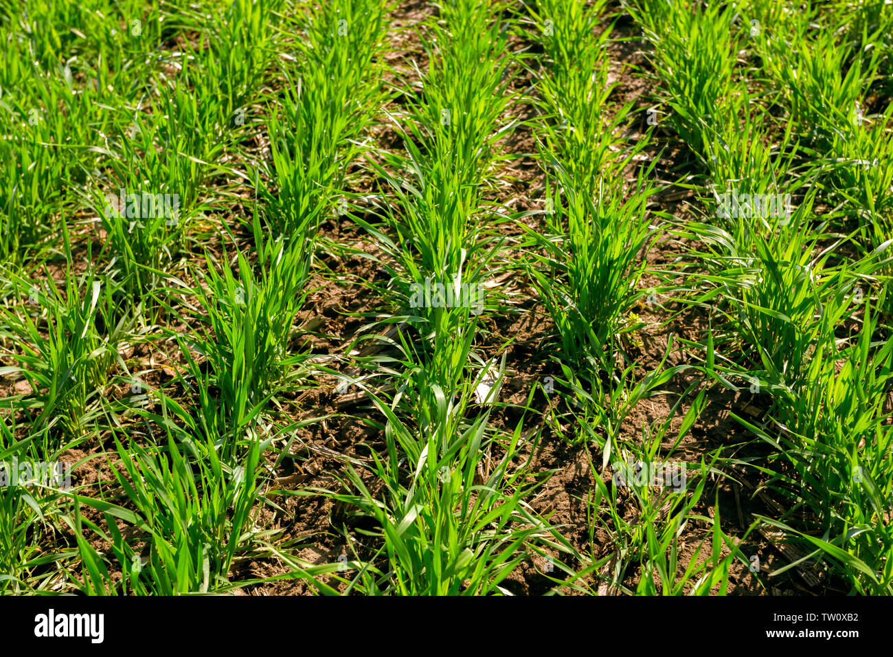 spring green field Stock Photo - Alamy