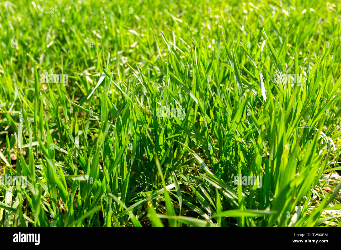 spring green field Stock Photo - Alamy