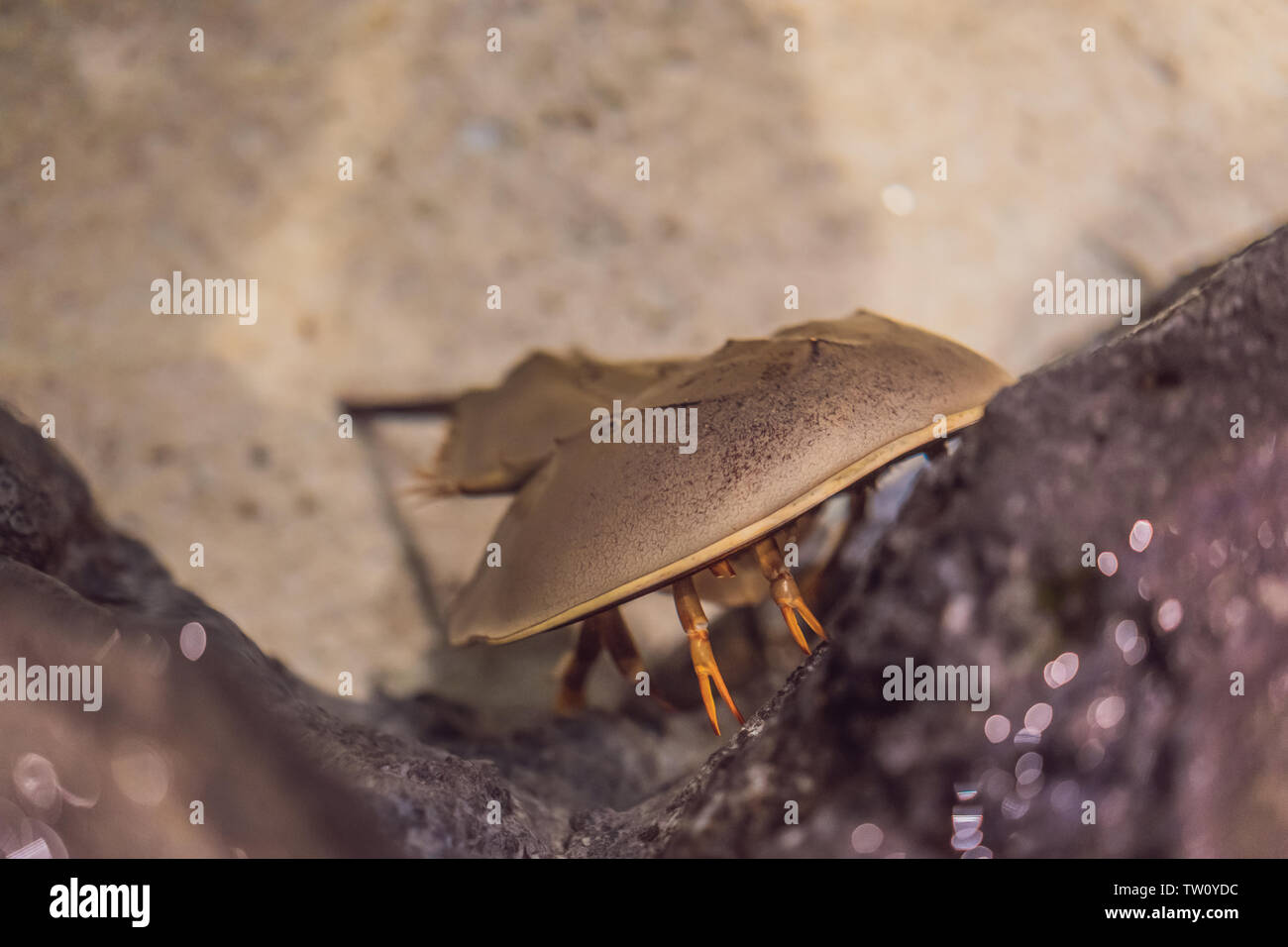 The horsetail crab is a detachment of aquatic helicera from the ...