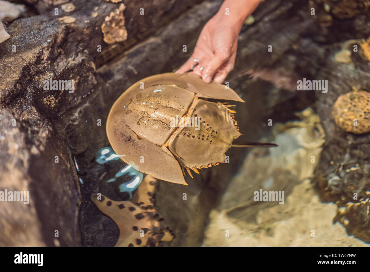 The horsetail crab is a detachment of aquatic helicera from the ...